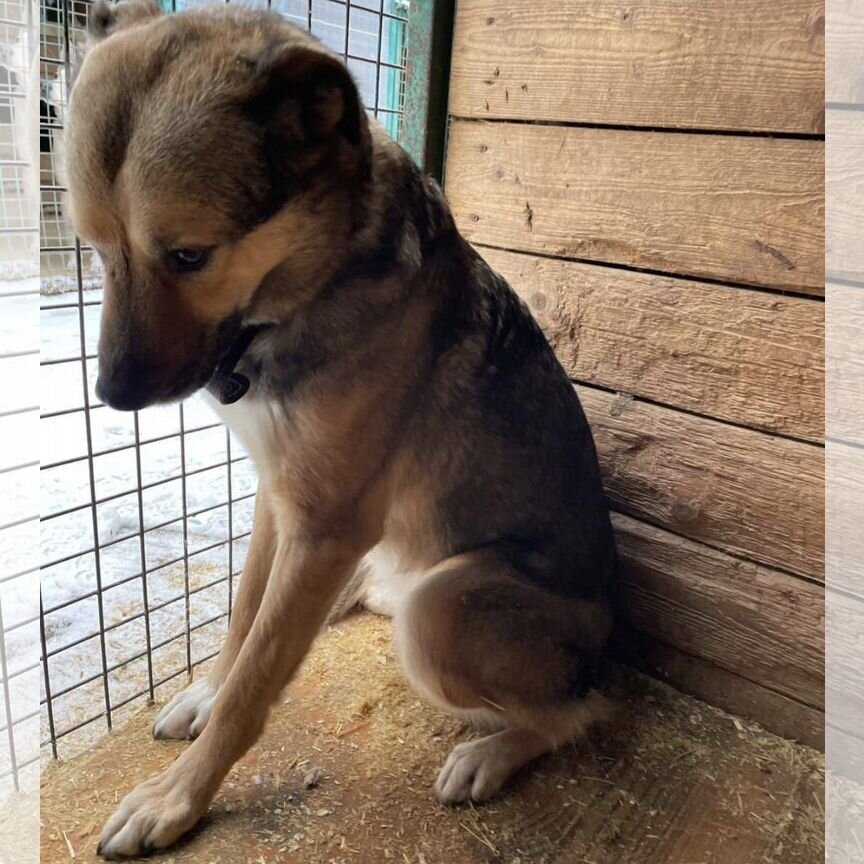 Взрослая собака в добрые руки