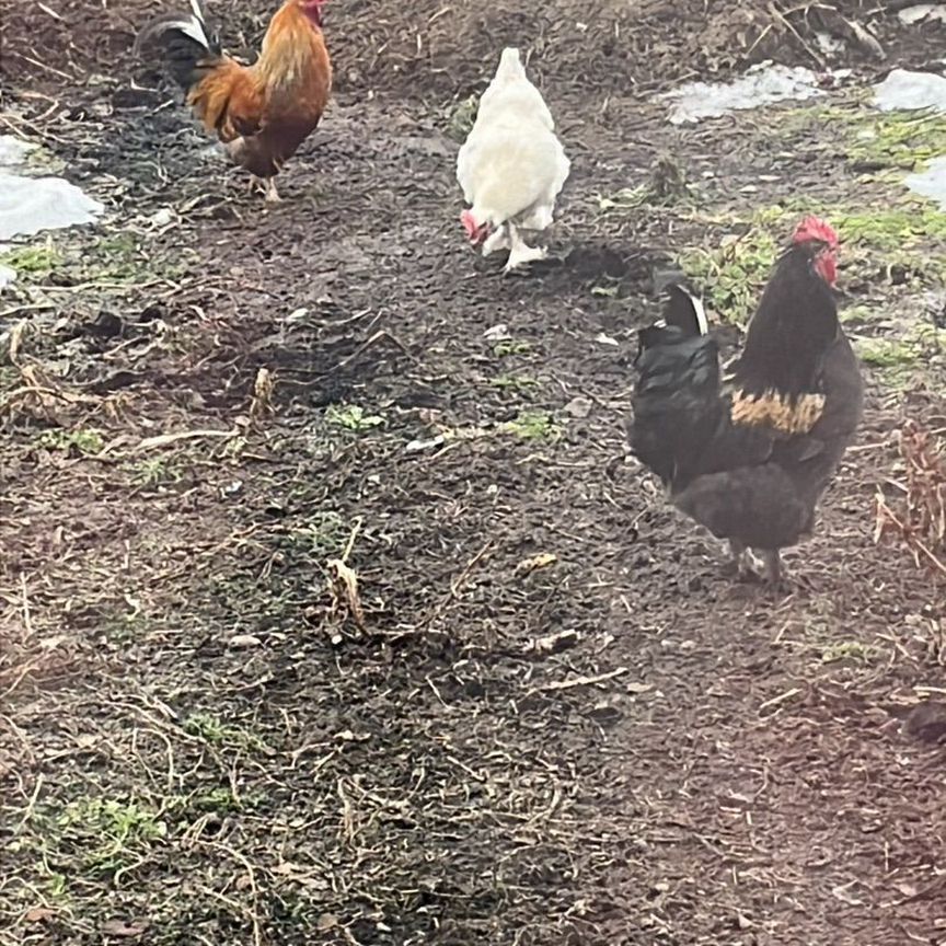 Молодые петухи