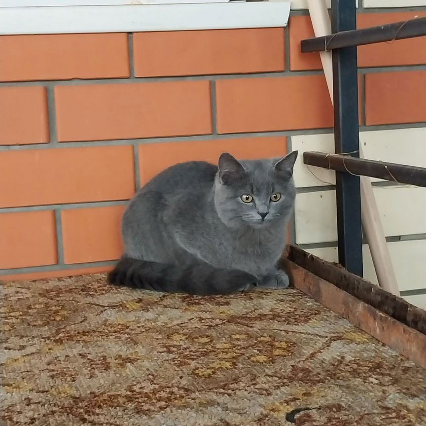 Котенок британец