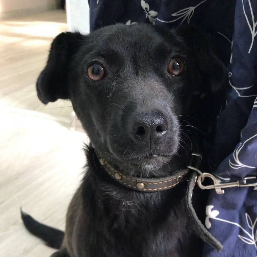 Маленькая комнатная собачка в добрые руки