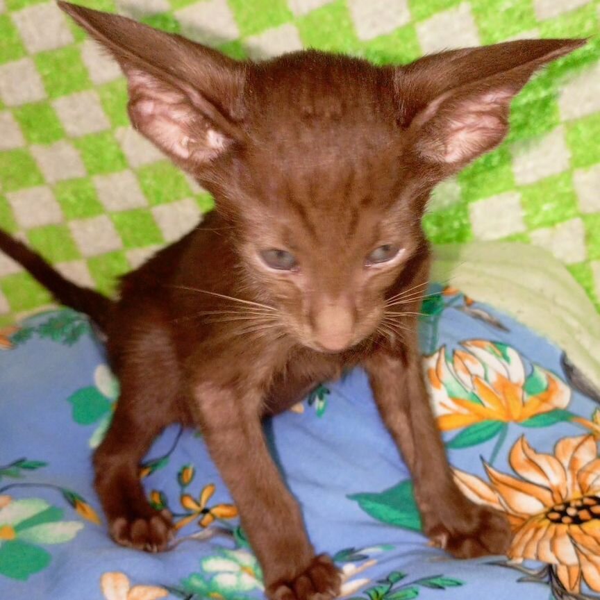 Шоколадный красавчик папа экстрим