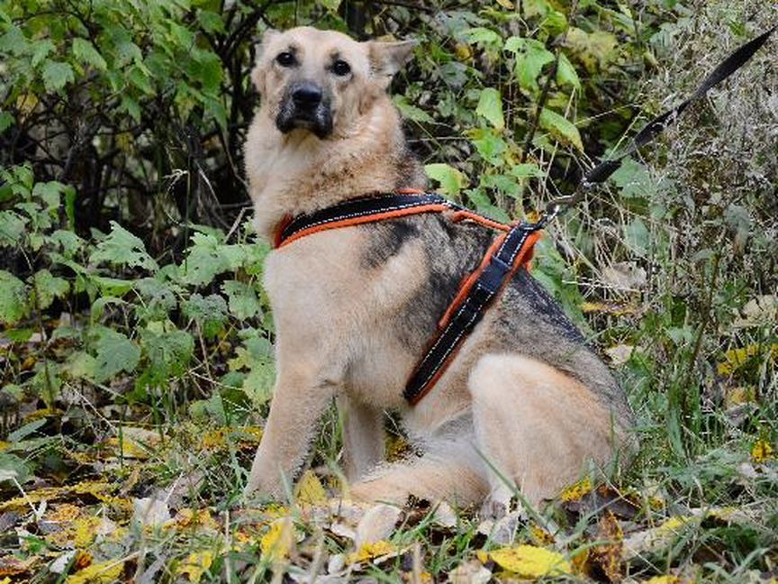 В дар добрым людям замечательная собака Бемби