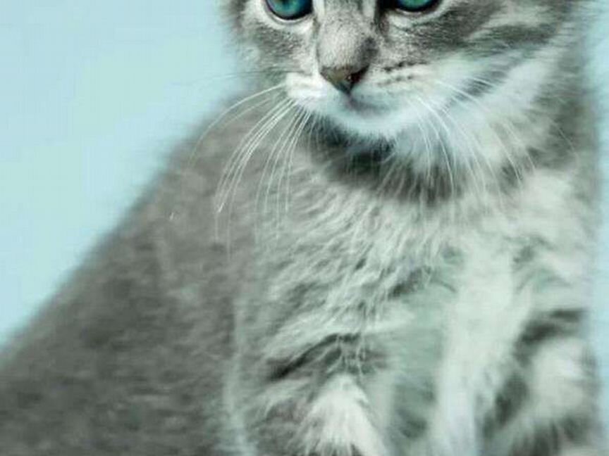 Красотулька кошечка