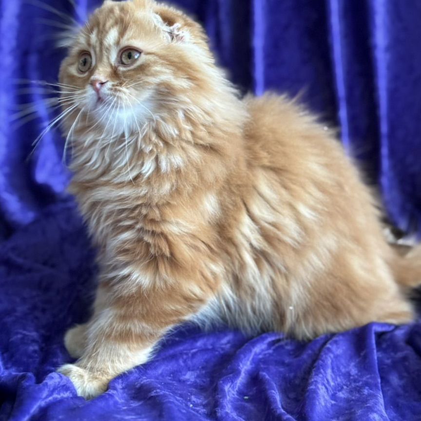 Шотландский котенок Элизабет