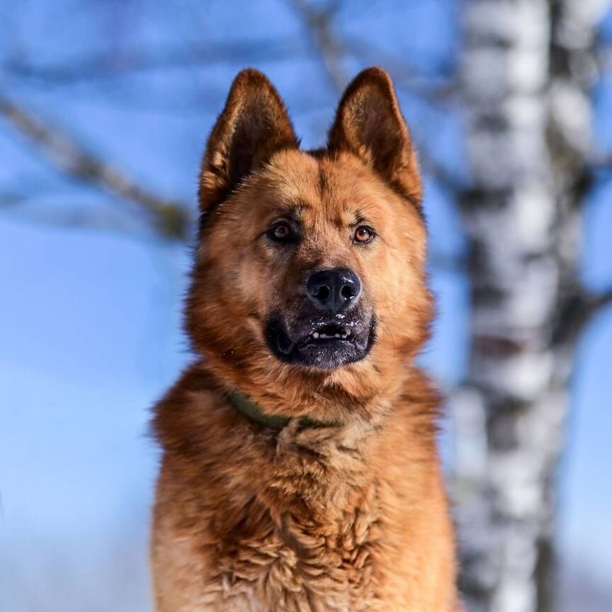 Пес Гоша в добрые руки