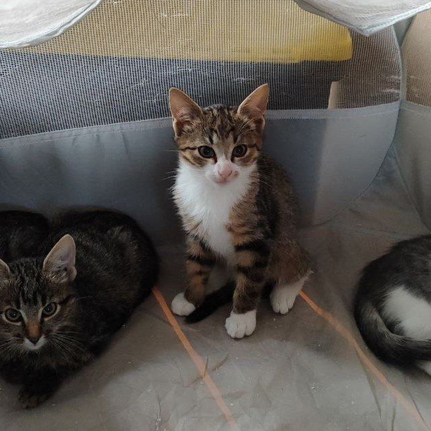 Котята три сыночка и лапочка дочка