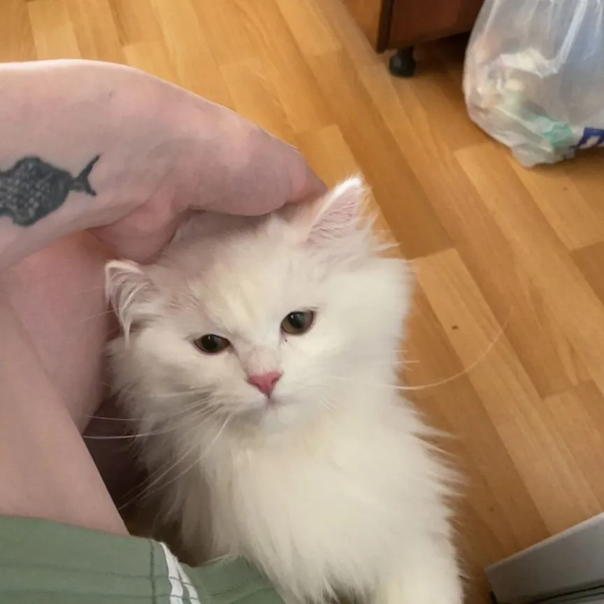 Котенок