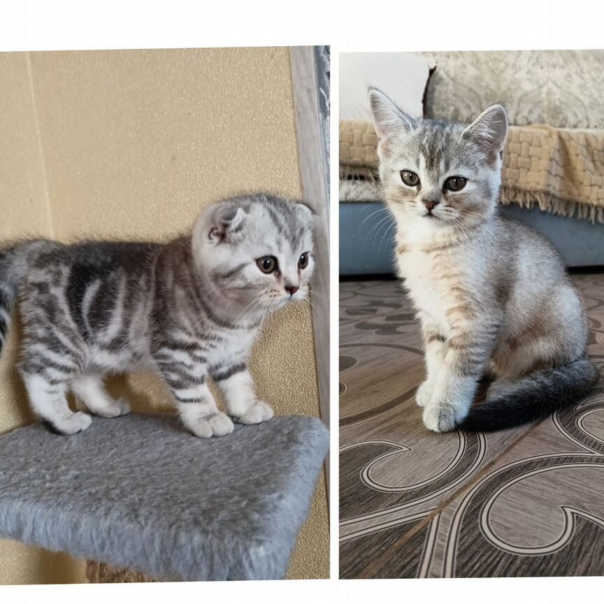 Шотландская