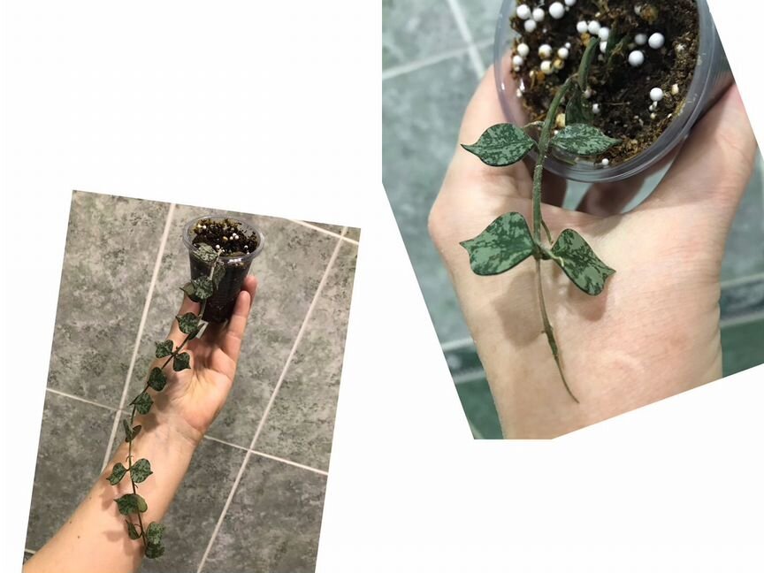 Hoya Curtisii