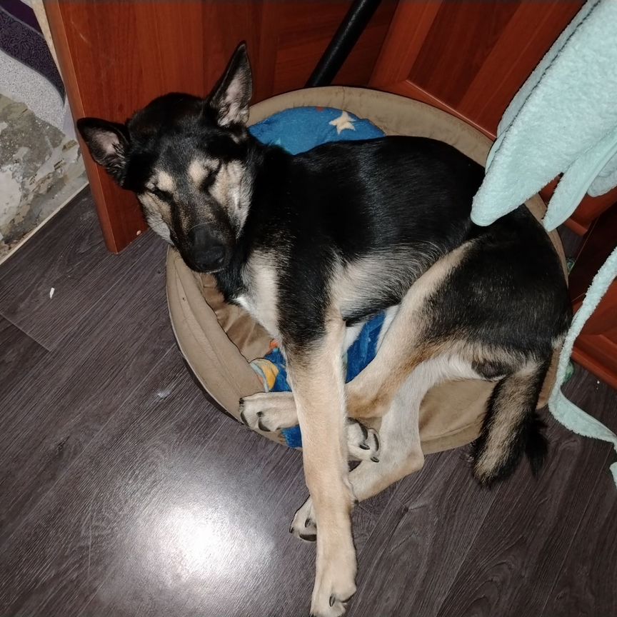 Щенки метисы в добрые руки