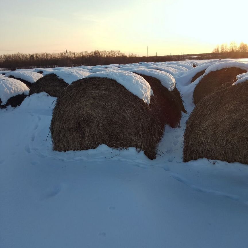 Клевер в тюках
