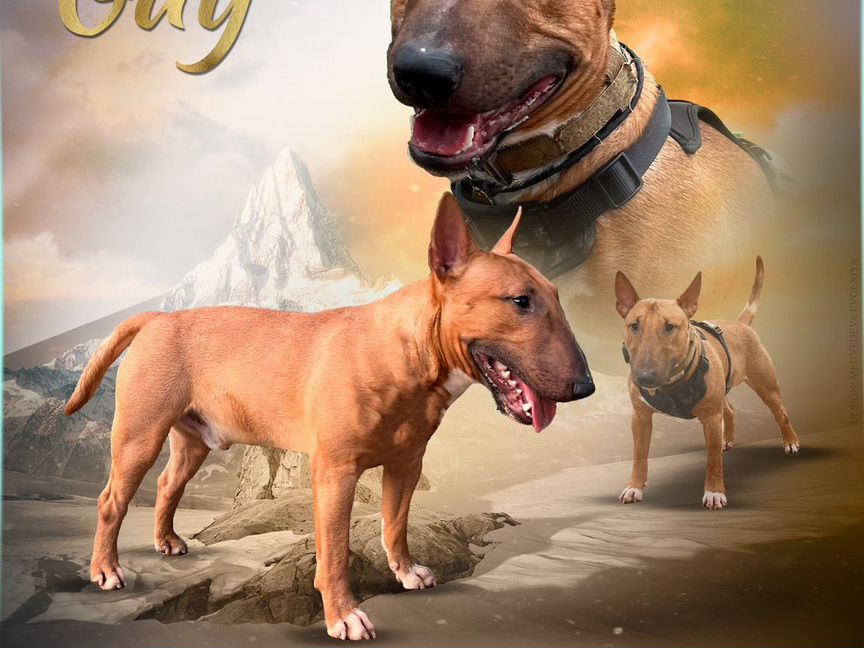 Миниатюрный бультерьер