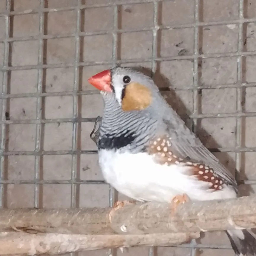 Зебровые амадины