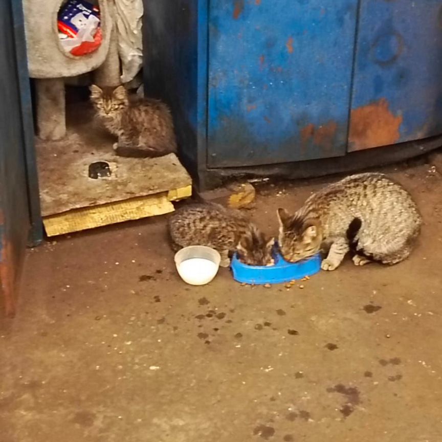 Котята в автосервисе