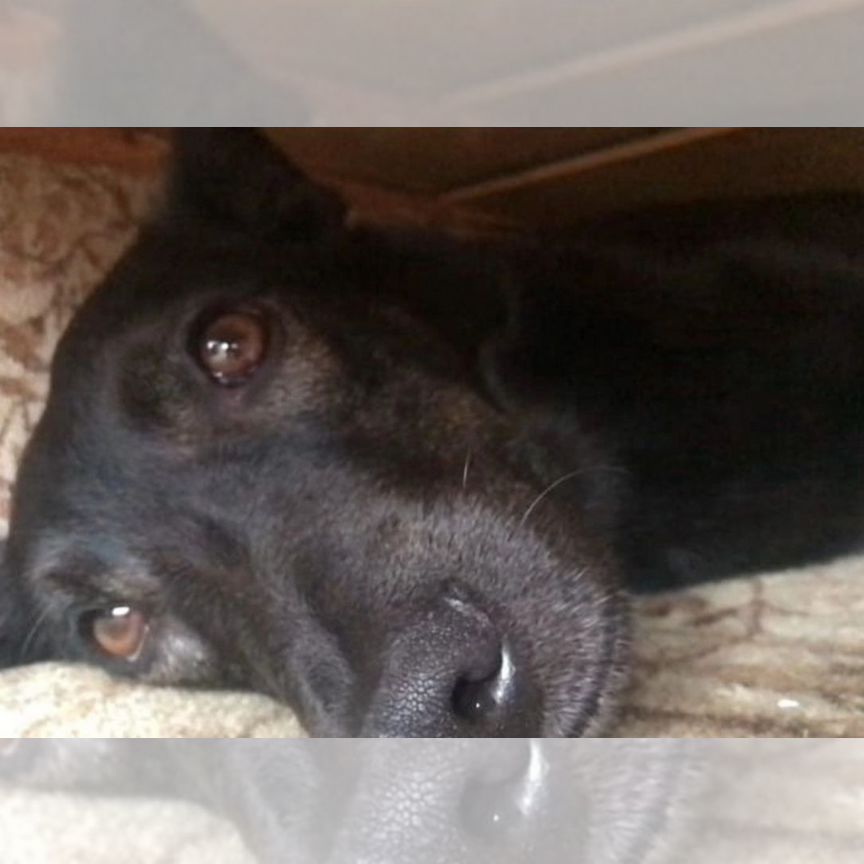 Взрослая собака в добрые руки