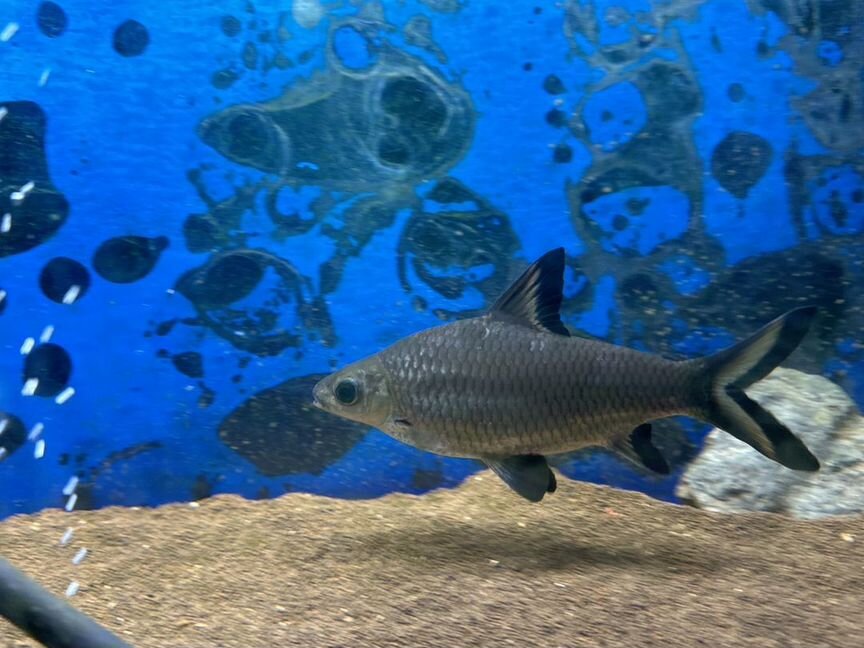 Аквариумная рыбка балу 2 шт