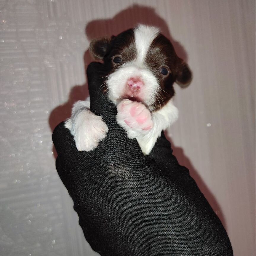 Милый мальчик цветного йорка на ноябрь