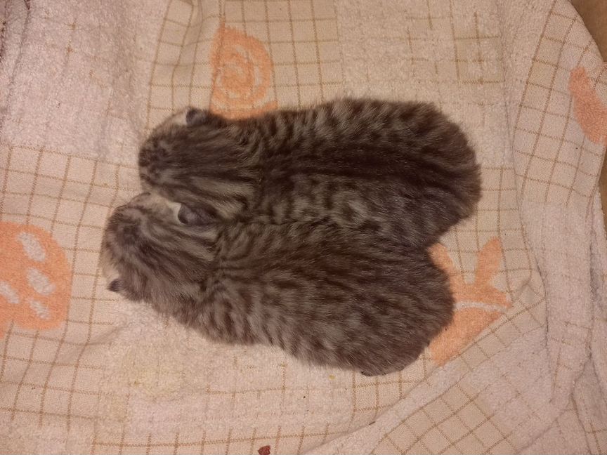 Шотландские котята