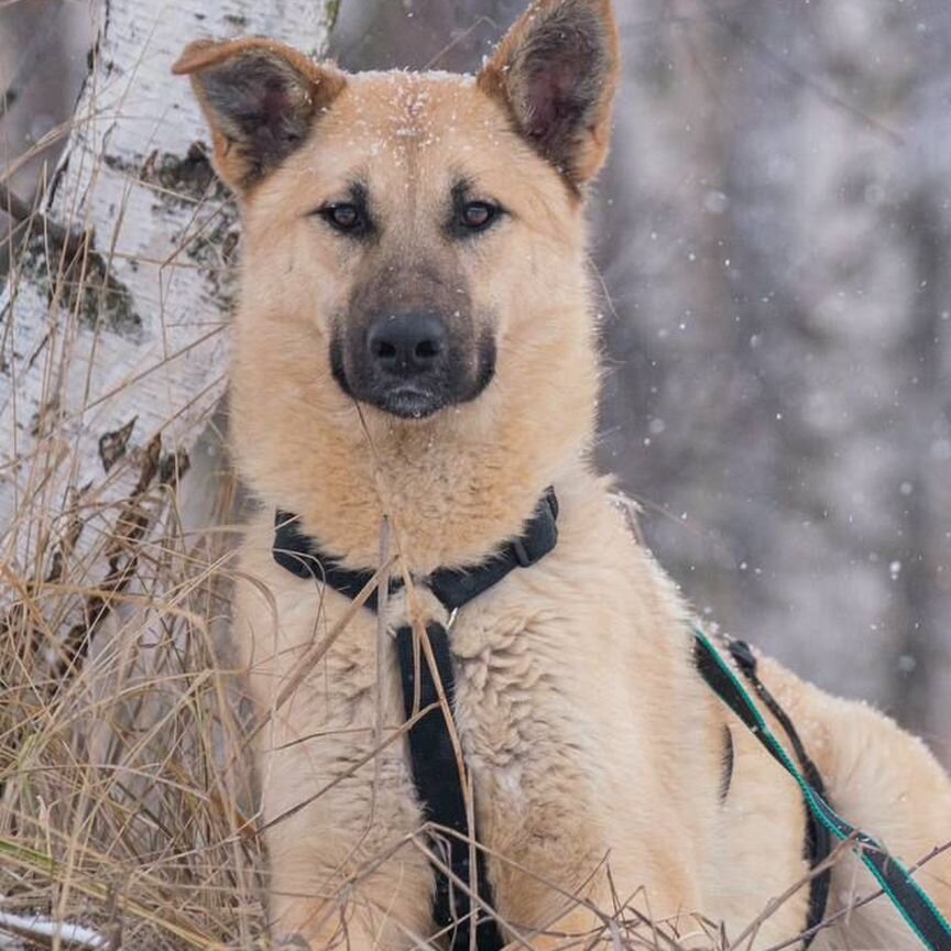 Собака в добрые руки. Яшма ищет семью