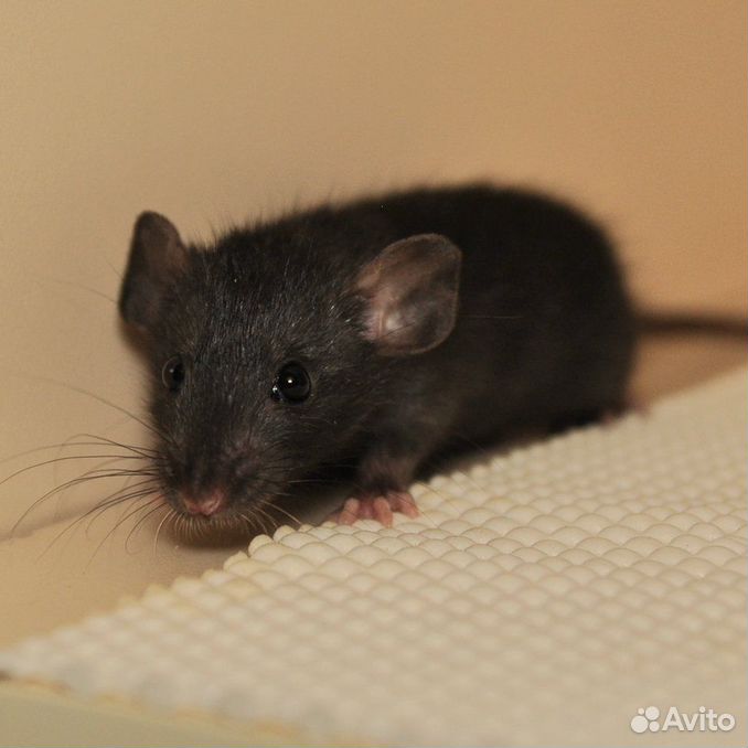 Крысята ручные