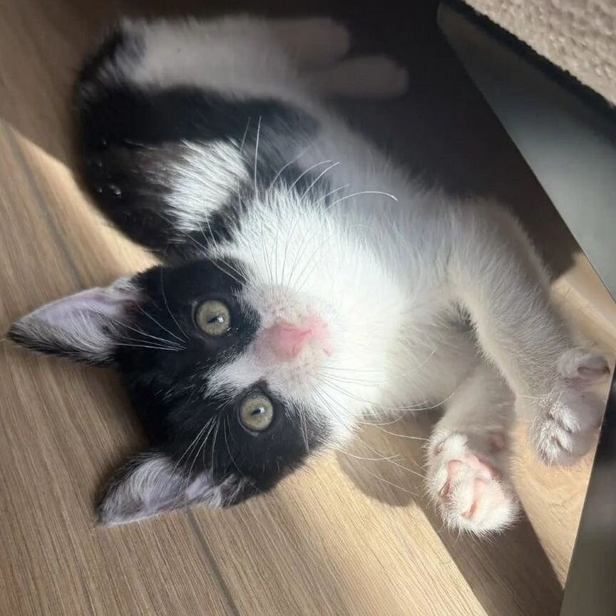 Котёнок в добрые руки