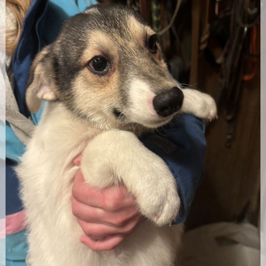 Щенок в добрые руки