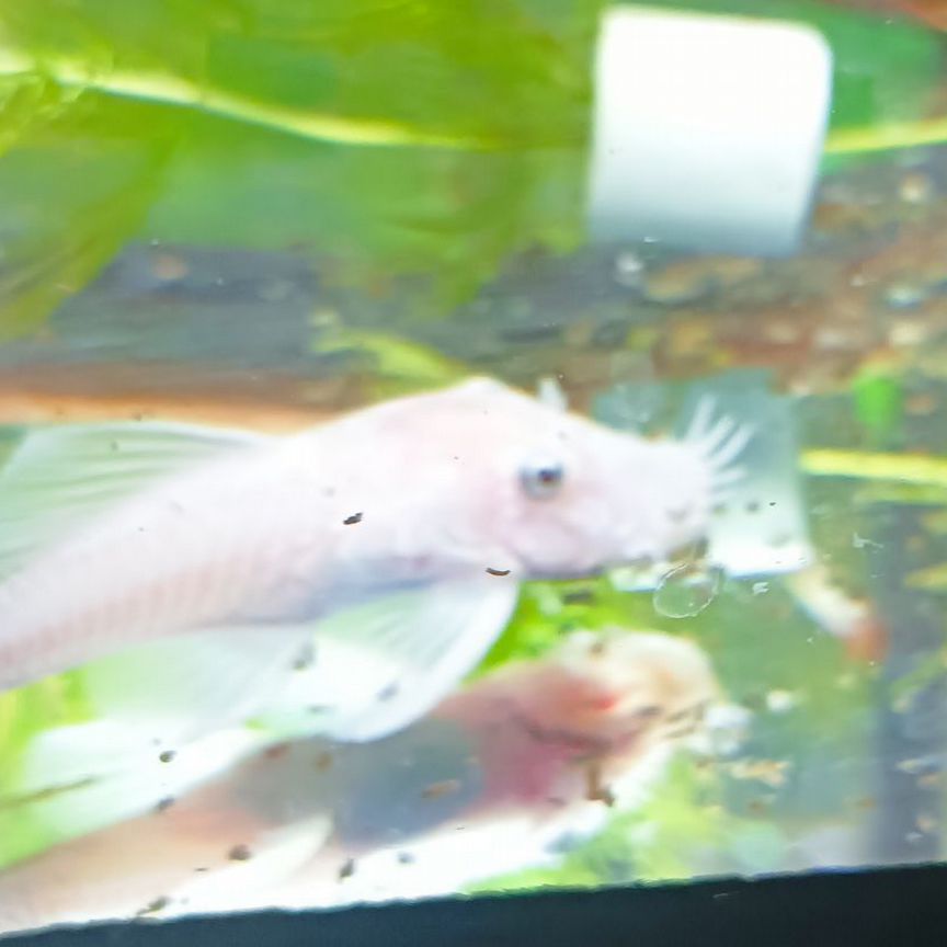 Анциструс Сноу вайт