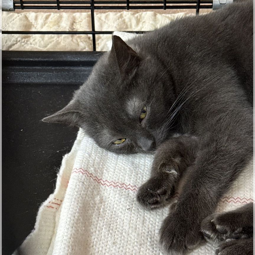 Котенок девочка 7 мес