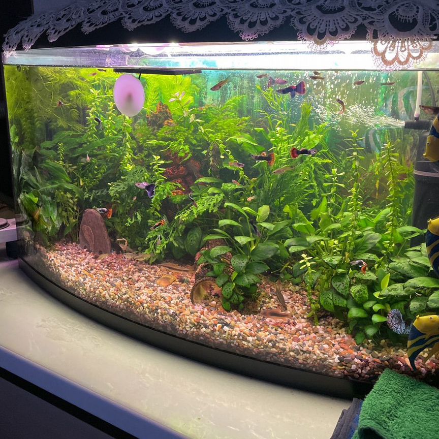 Аквариумные растения