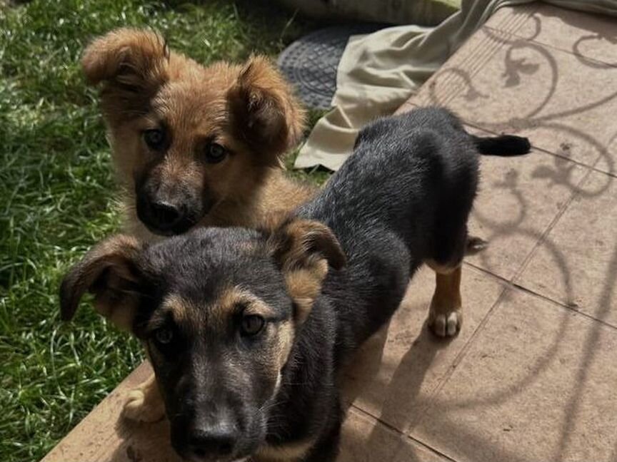 Отдадим прелестных щенков в добрые руки