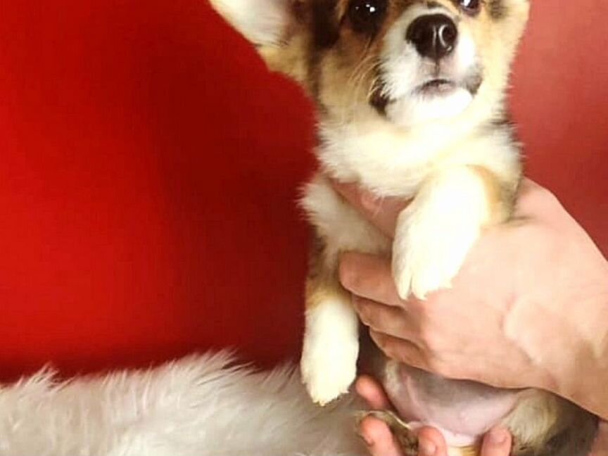 Коржики малыши