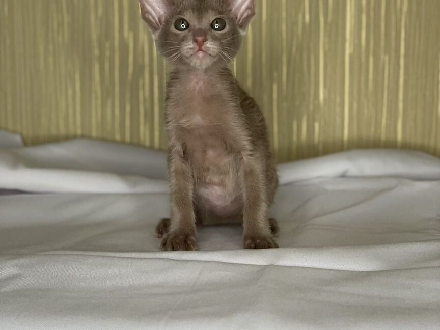 Ориентальная лил