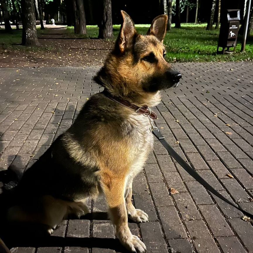 Брошенная собака в добрые руки