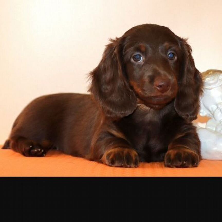 Такса, щенок