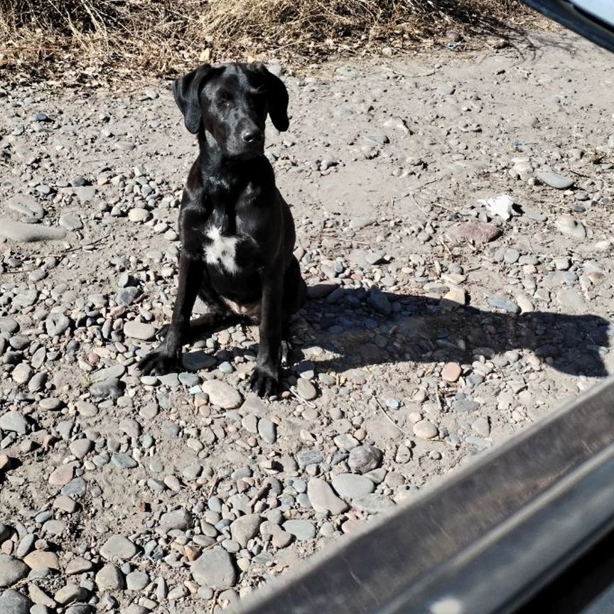 Курцхаар, щенок