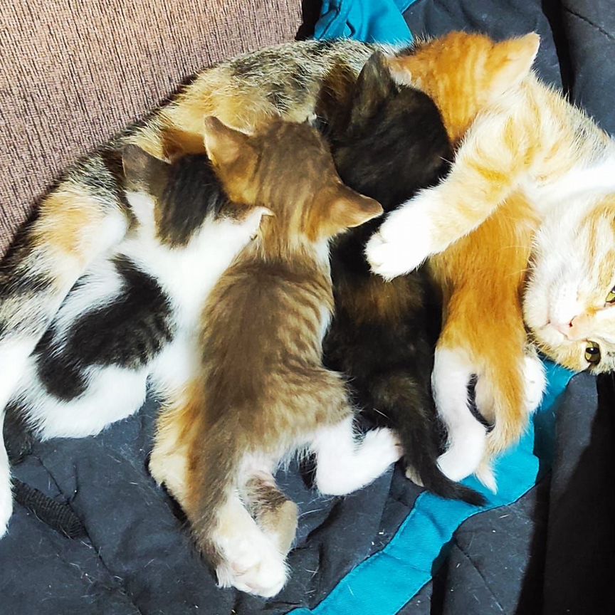 Котята в добрые руки