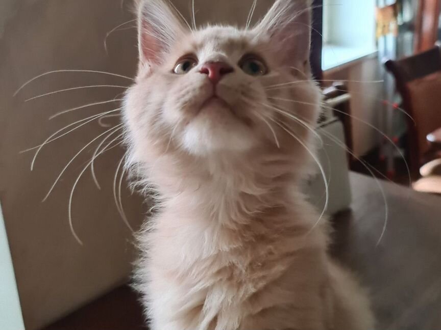 Мейн-кун котёнок мальчик 3,5 мес