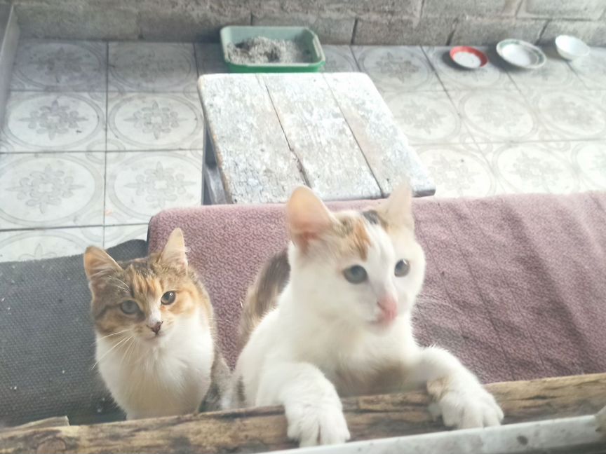 Котенок от мышеловки