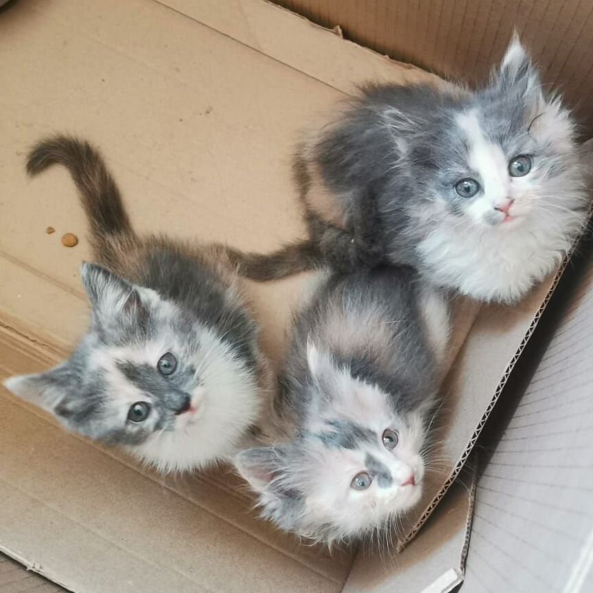 Котята, девочки, 1,5 мес., в добрые руки