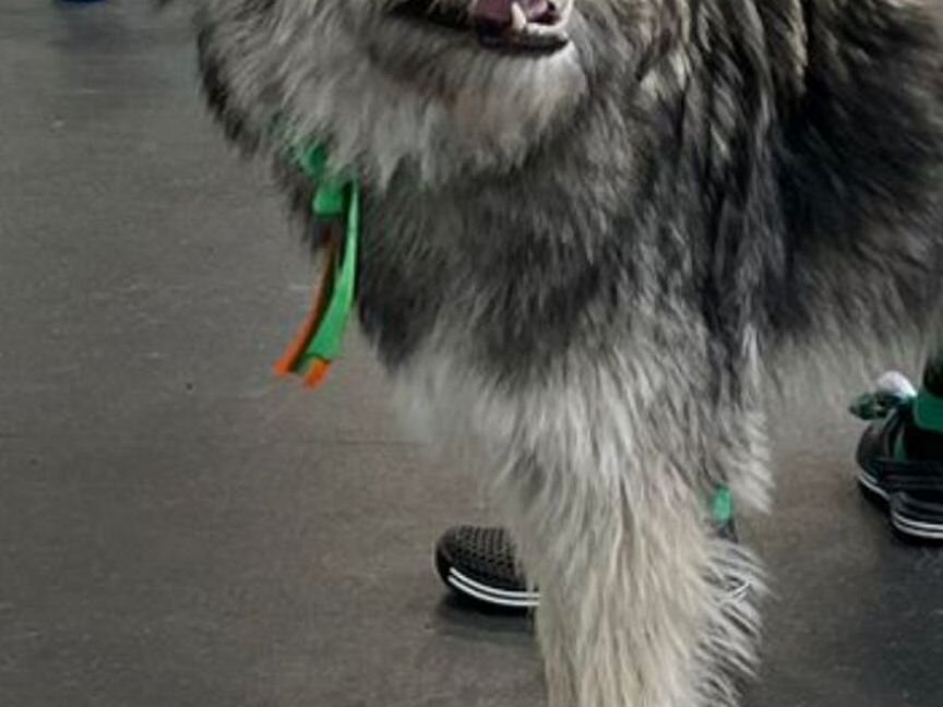 Бросил хозяин