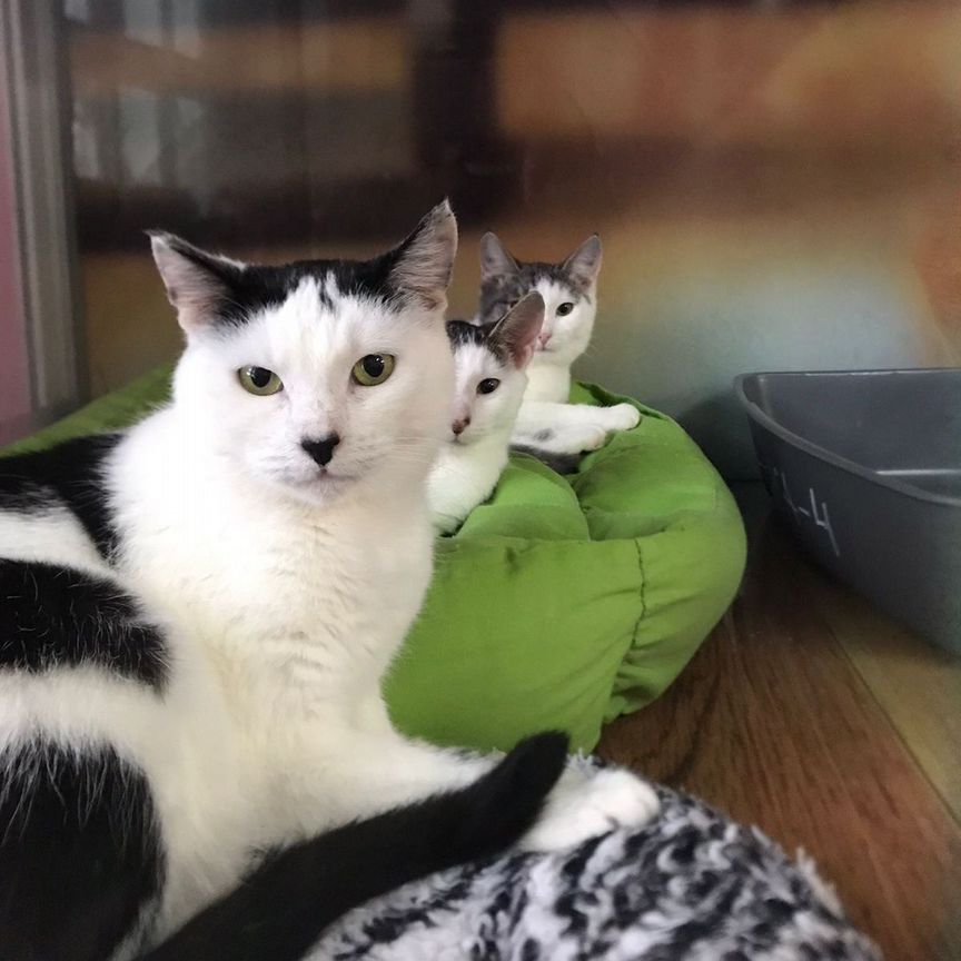 Котят разобрали, а мама осталась