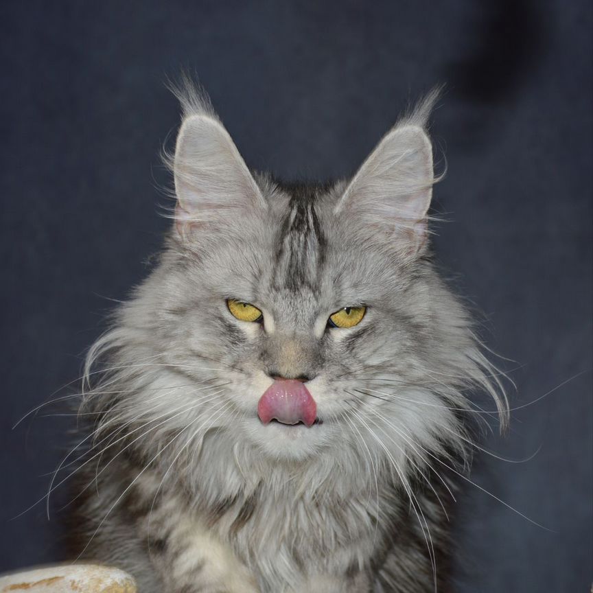 Котята мейн-кун