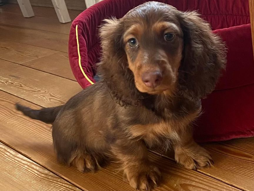 Щенки таксы длинношерстной миниатюра