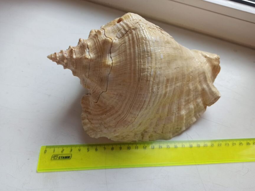 Большая морская раковина