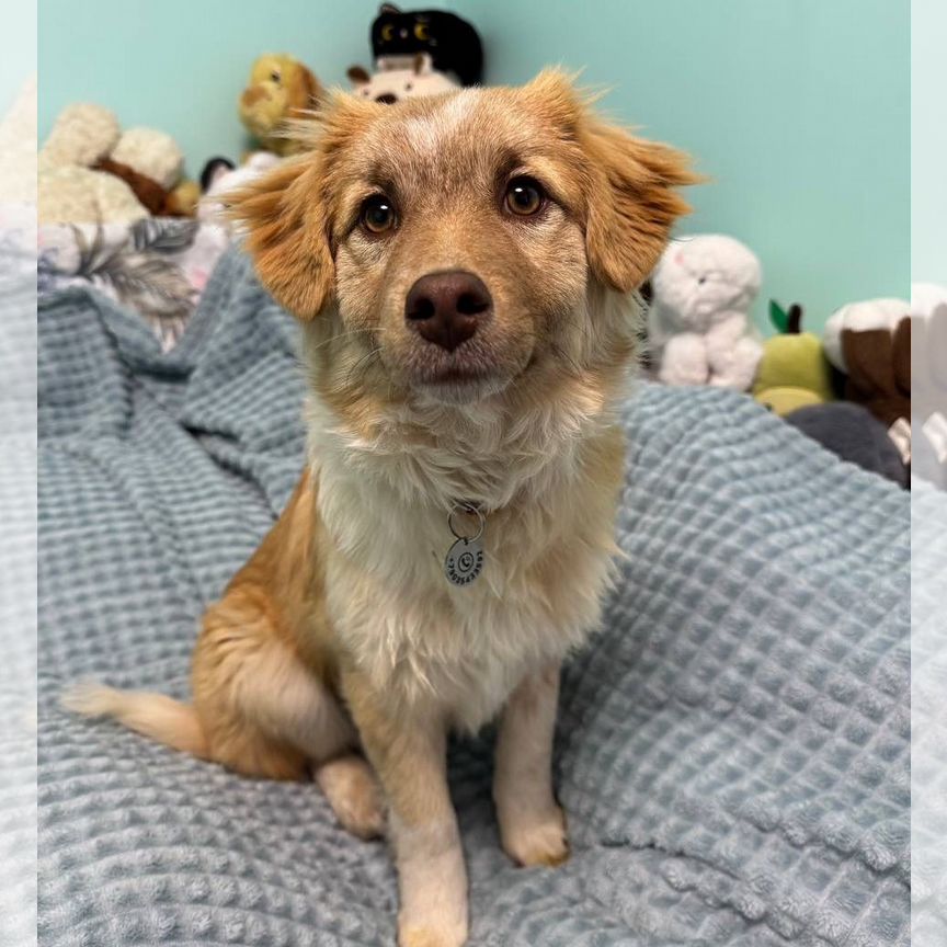 Щенок в добрые руки