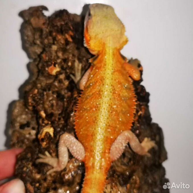 Желтые бородатые агамы, малыши