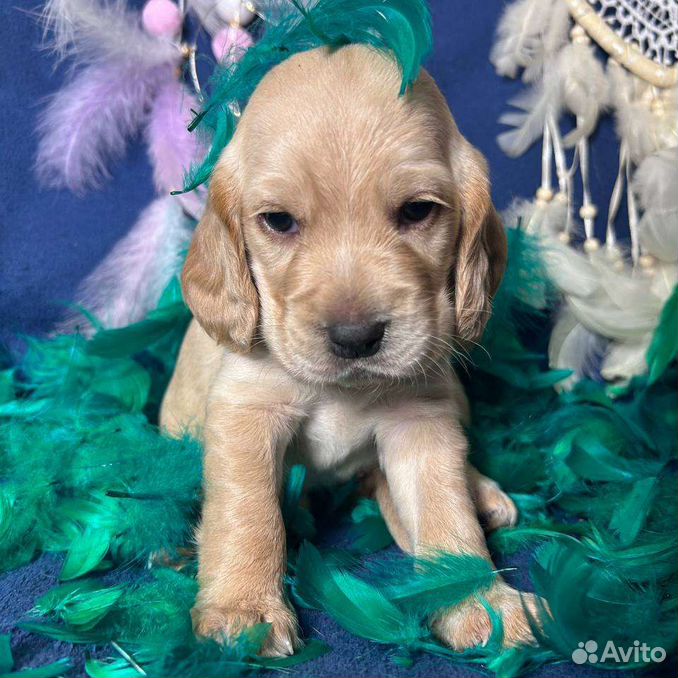 Русский кокер спаниель