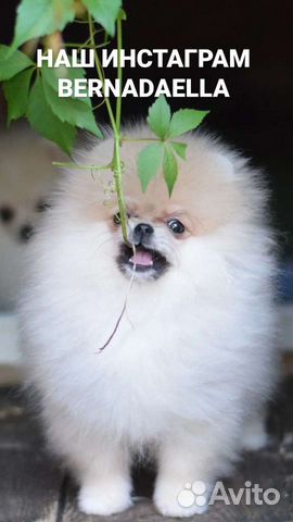 Померанский шпиц