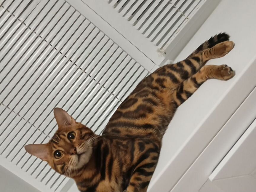 Бенгальские котята