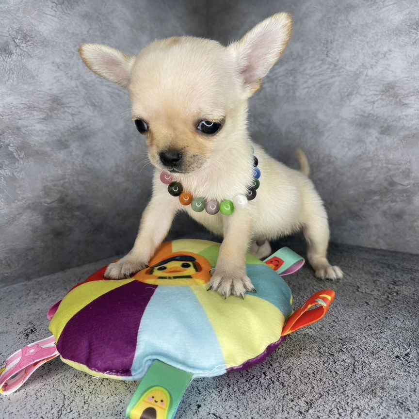 Крошечный мини малыш Чихуахуа
